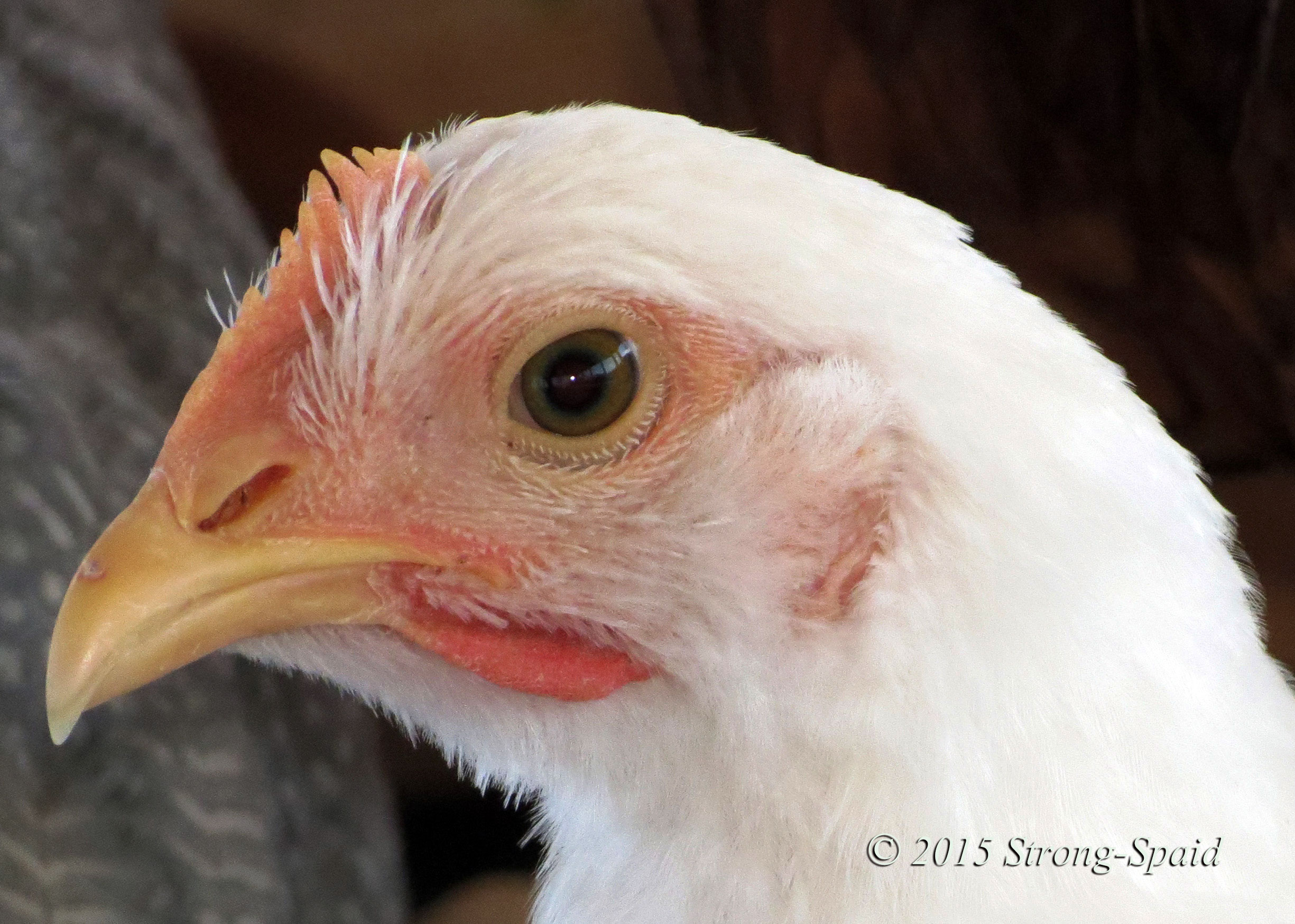 Chicken Selfies | Before I Forget