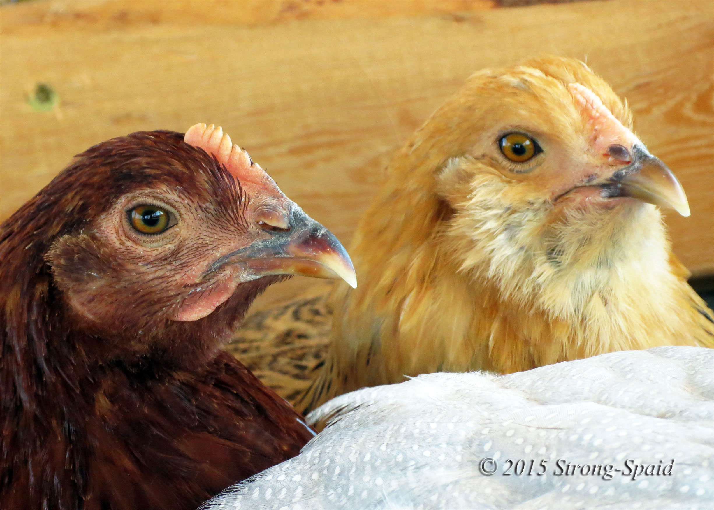 Chicken Selfies | Before I Forget