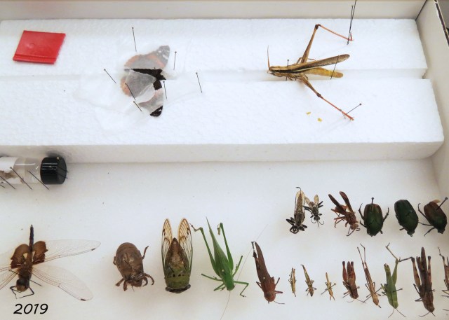 Entomology Summer Camp Hands-On Experience | Before I Forget