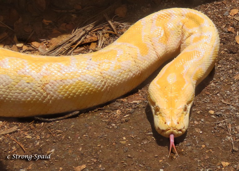Burmese Python Virtual Hug | Before I Forget